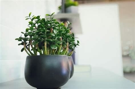 When To Repot A Jade Plant And What Happens If You Wait Too Long