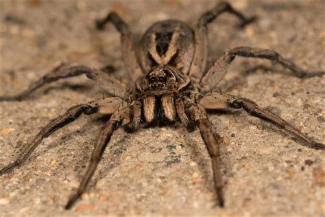 Wolf Spider Images Needsinriko