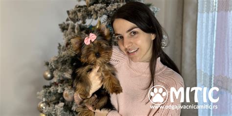 Jorksirski Terijeri Decak I Devojcica Prodaja Pasa Pomeranac Maltezer Cena Beograd