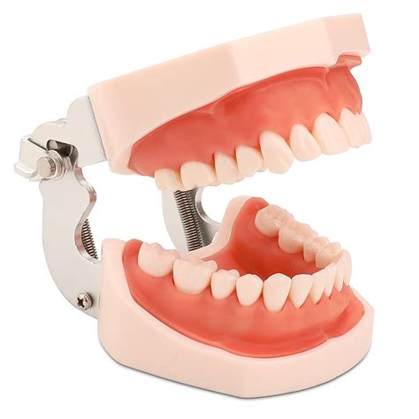 Buy Faruijie Dental Typodont Tooth Model With Removable Teeth And Soft