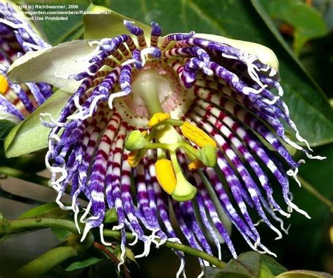 Plantfiles Pictures Passiflora Species Passion Flower Passion Vine