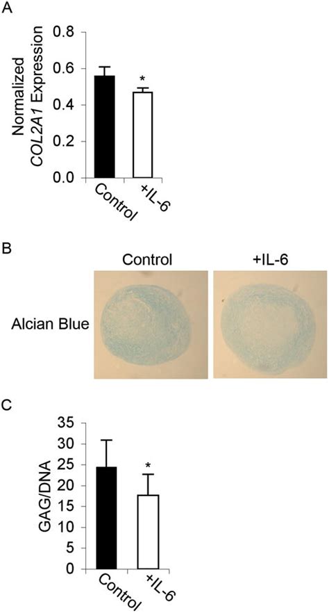 Interleukin 6 Maintains Bone Marrow Derived Mesenchymal Stem Cell