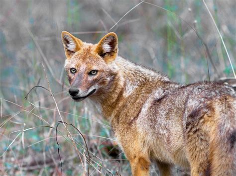 ცხოველები ტურა