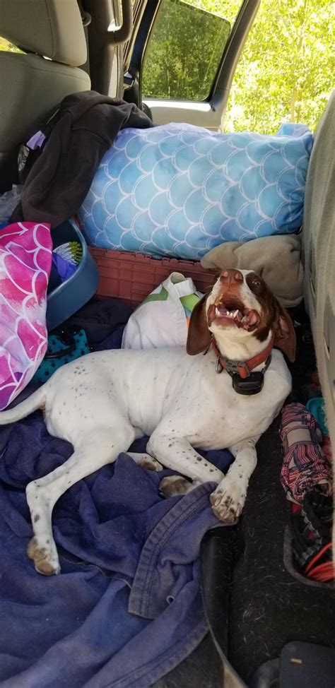 Teeth R Pointer
