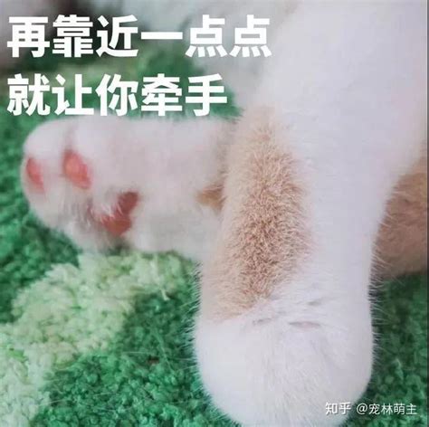 春天来了，健康的猫咪会有这几种变化！ 知乎