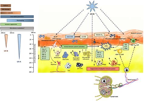Frontiers A Perspective On The Interplay Of Ultraviolet Radiation
