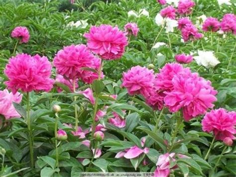 牡丹花該怎麼養怎麼養牡丹花才能開的旺盛 每日頭條