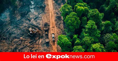 ¿cómo Reducir La Deforestación Desde La Rse