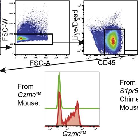 Gating Strategy And Expected Flow Cytometry Analysis Resulting From Download Scientific Diagram