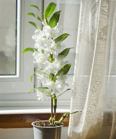Dendrobium Nobile Orchid How To Care For This Easy Beauty Gardening