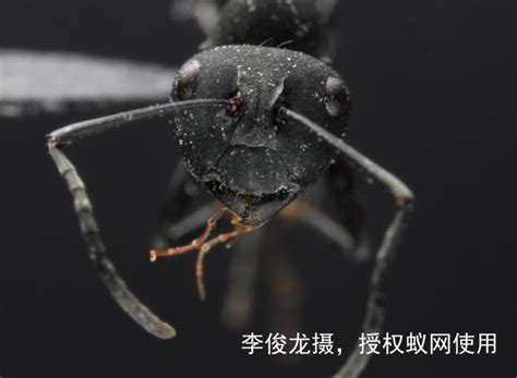 Polyrhachis vitalisi 维氏多刺蚁 Chinese Ant Database 蚂蚁数据库 Chinese antweb 蚁网