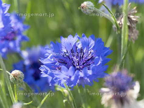 山に咲いた青いヤグルマギクの花の写真素材 255941679 イメージマート
