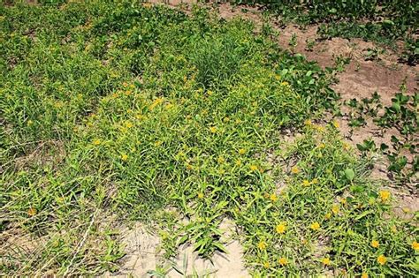 Wedelia Glauca Agro Slide Bank