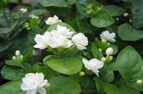 茉莉花的花語是什麼 蘭亭花集
