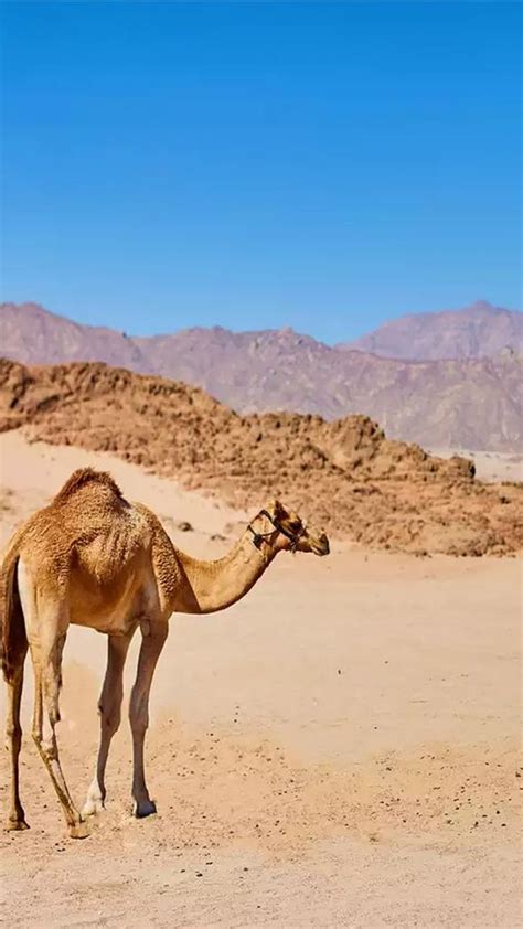 8 Most Beautiful Deserts In India