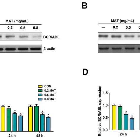 Matrine Inhibited Bcr Abl Expression In K562 And HL 60 Cells After