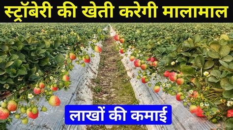 Strawberry Harvesting Strawberry Ki Kheti Kaise Karestrawberry