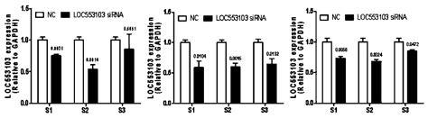 application of long chain non coding rna gene loc553103 in the