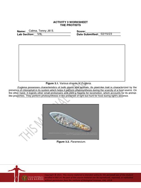 Activity 3 Worksheet The Protists Pdf Biology Organisms