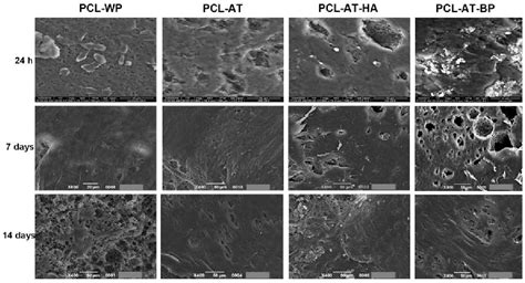 Figure 7 From Poly ε Caprolactone Composite Scaffolds For Bone Repair