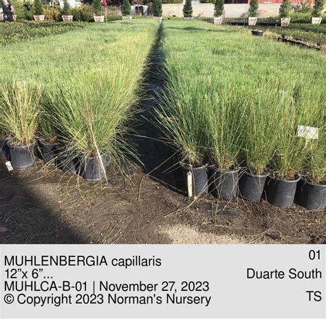 Muhlenbergia Capillaris Normans Nursery