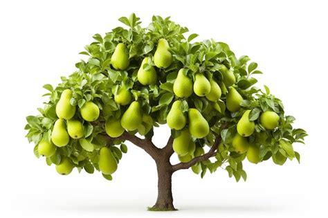 Premium Photo Pear Tree Isolated On White Background