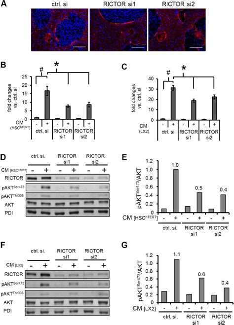 Modulation Of Hsc Induced Motility And Signaling Via Rictor Blockade In