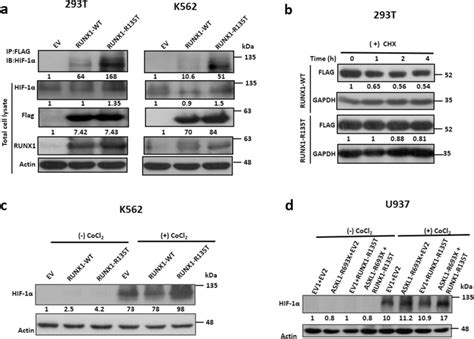 Runx1 Mutations Promote Leukemogenesis Of Myeloid Malignancies In Asxl1