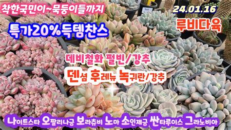 루비다육 2 전품목 20 특가세일 착한국민이 ~묵둥이까지 레티지아 덴셤 그라노비아 러우 아보카도크림 녹귀란 러블리로즈 펄빈
