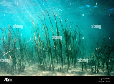 Sea Grass Turtle Grass Enhalus Acoroides Lembeh Strait Sulawesi