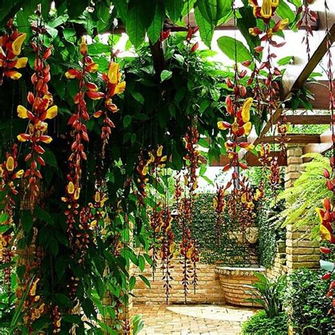 Sapatinho de Judia Origem Características Como plantar e Dicas de