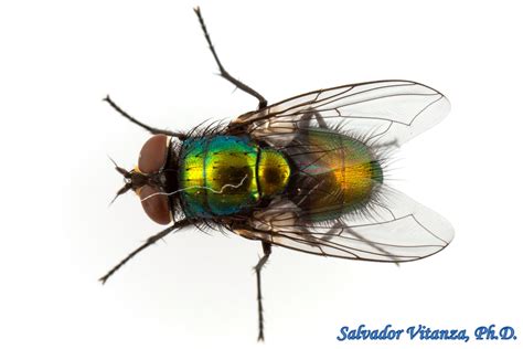 Diptera Calliphoridae Lucilia Sericata Common Green Bottle Fly Male A
