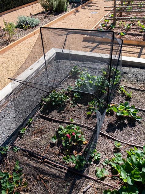 Pop Up Bird Netting Large Gardeners Supply