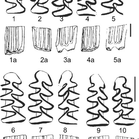 1 2 Occlusal Surface Of The M1 1a Buccal View 2a Lingual View Of