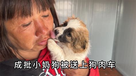 成批被送往狗肉馆的小奶狗，解救后，毛孩迫不及待的扑向怀里感恩 Youtube