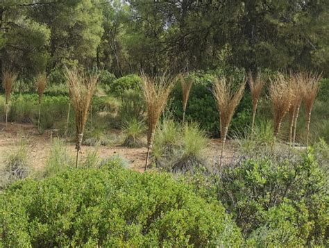 El Parque Ecol Gico Del Coto De Las Maravillas De Ceheg N Un Gran Museo Al Aire Libre