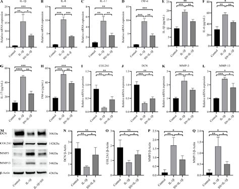Table 1 From Sinomenine Ameliorates Il 1β Induced Intervertebral Disc