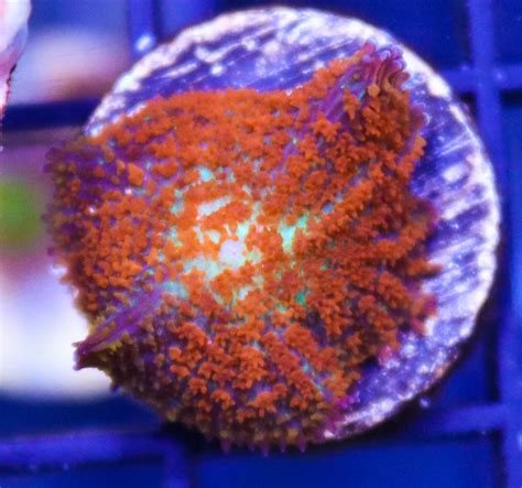Forest Fire Mushroom Frag Box Corals