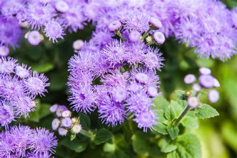 Bivalve What Are Characteristics And Examples Evidence Network