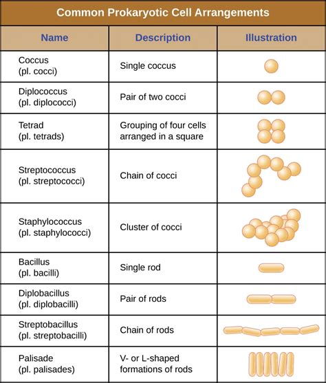 Prokaryotic Cells Definition Structure Examples Video 42 Off