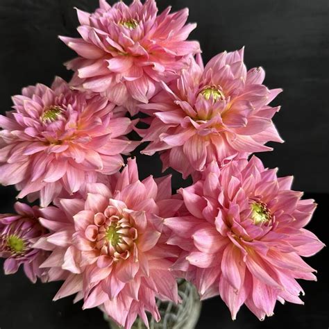Lees Betty Collette Dahlia — Goldenrod Gardens