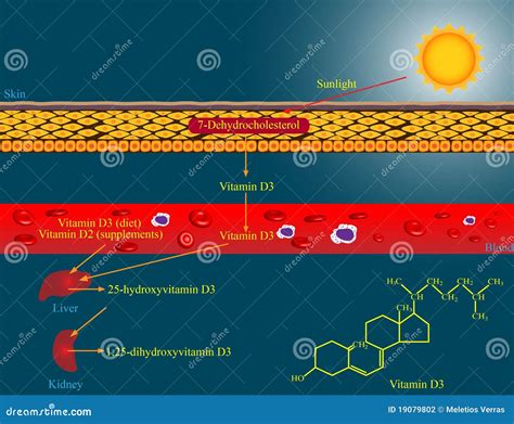Vitamin D Metabolism Stock Illustration Illustration Of Medication