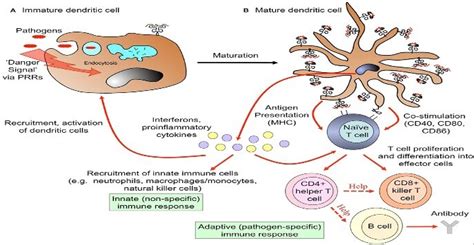 Dendritic Cells Link Innate And Adaptive Arms Of The Immune System A