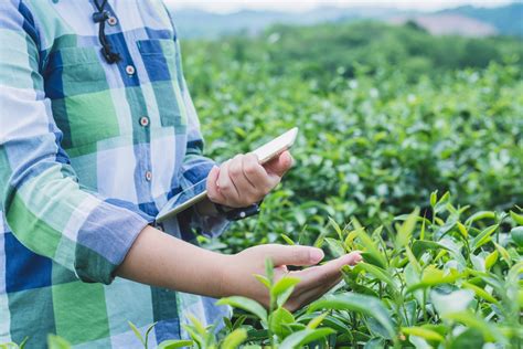 El papel de los agronegocios en el desarrollo rural y la reducción de