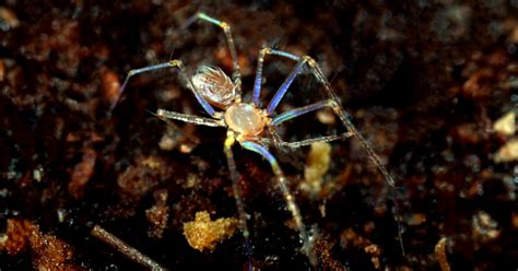 국내 최초 눈 없는 거미 발견