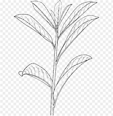 Line Drawing Leaves PNG Images With Transparent Background 42 OFF