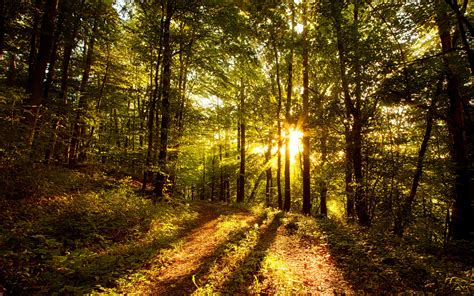 Papel de parede luz solar panorama natureza ramo manhã árvore