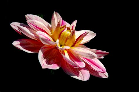 花 菊花 自然 Pixabay上的免费照片 Pixabay