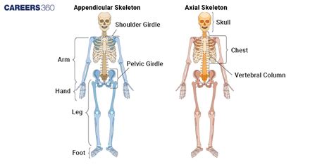 Appendicular Skeleton System Definition Function Anatomy