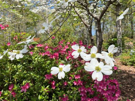Spring Forth